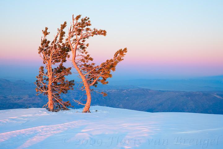 Quand les arbres dansent Quand les arbres dansent
